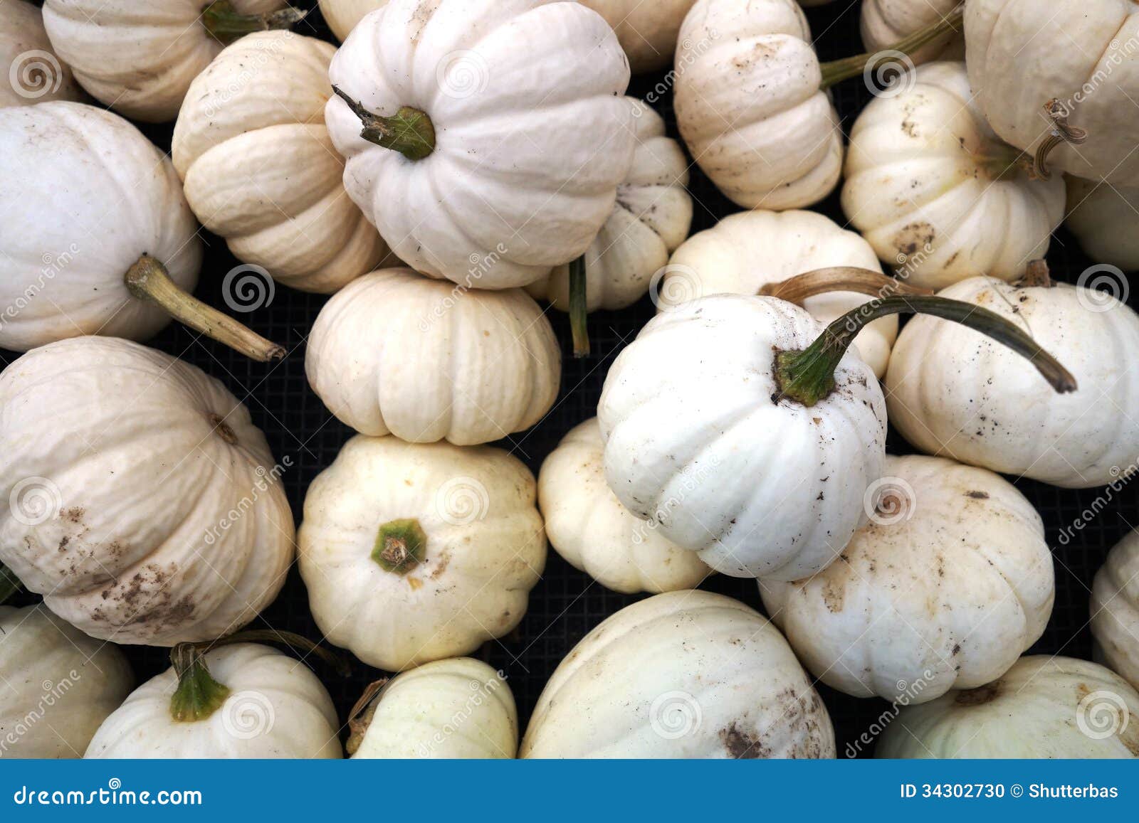 Calabash stock photo. Image of gourd, fresh, ingredient - 34302730