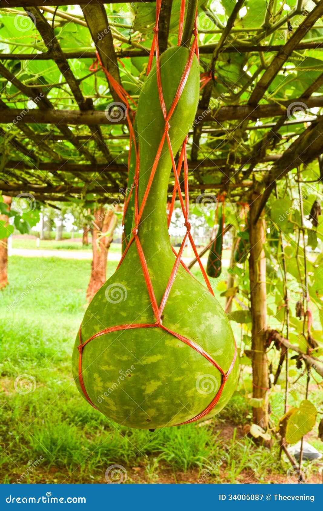 Calabash on their plant stock image. Image of nutrition - 34005087