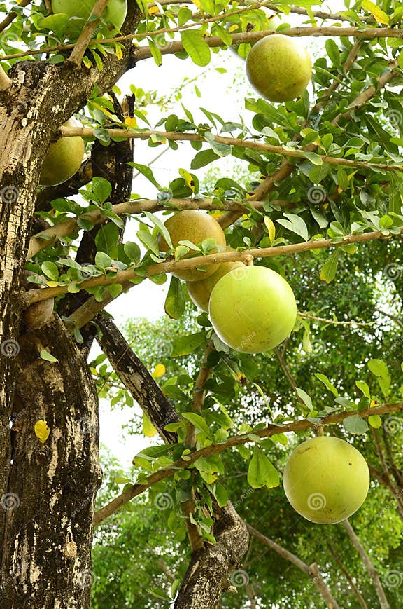 Calabash tree. stock image. Image of eggplant, blossoming - 23333117