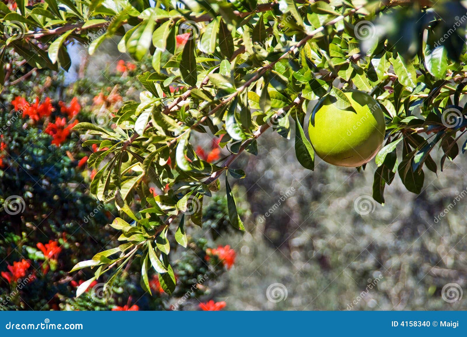 Calabash tree stock photo. Image of branch, juicy, limb - 4158340