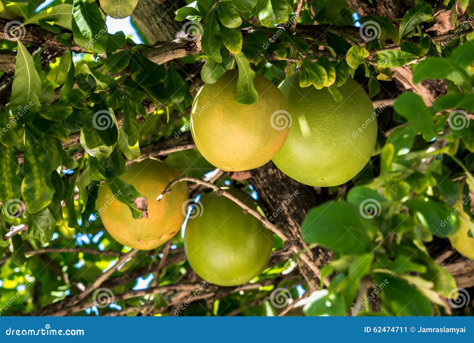 Calabash Tree stock image. Image of garden, group, leaf - 62474711