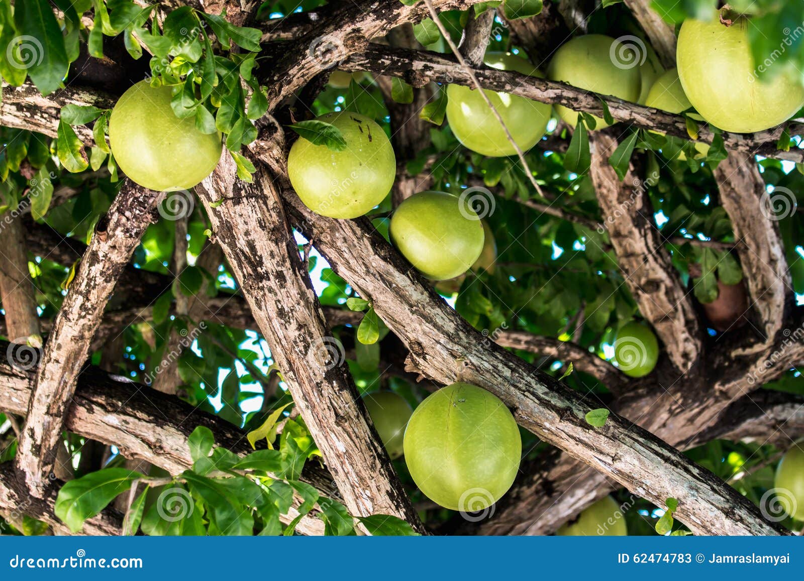 Calabash Tree stock image. Image of fresh, green, color - 62474783