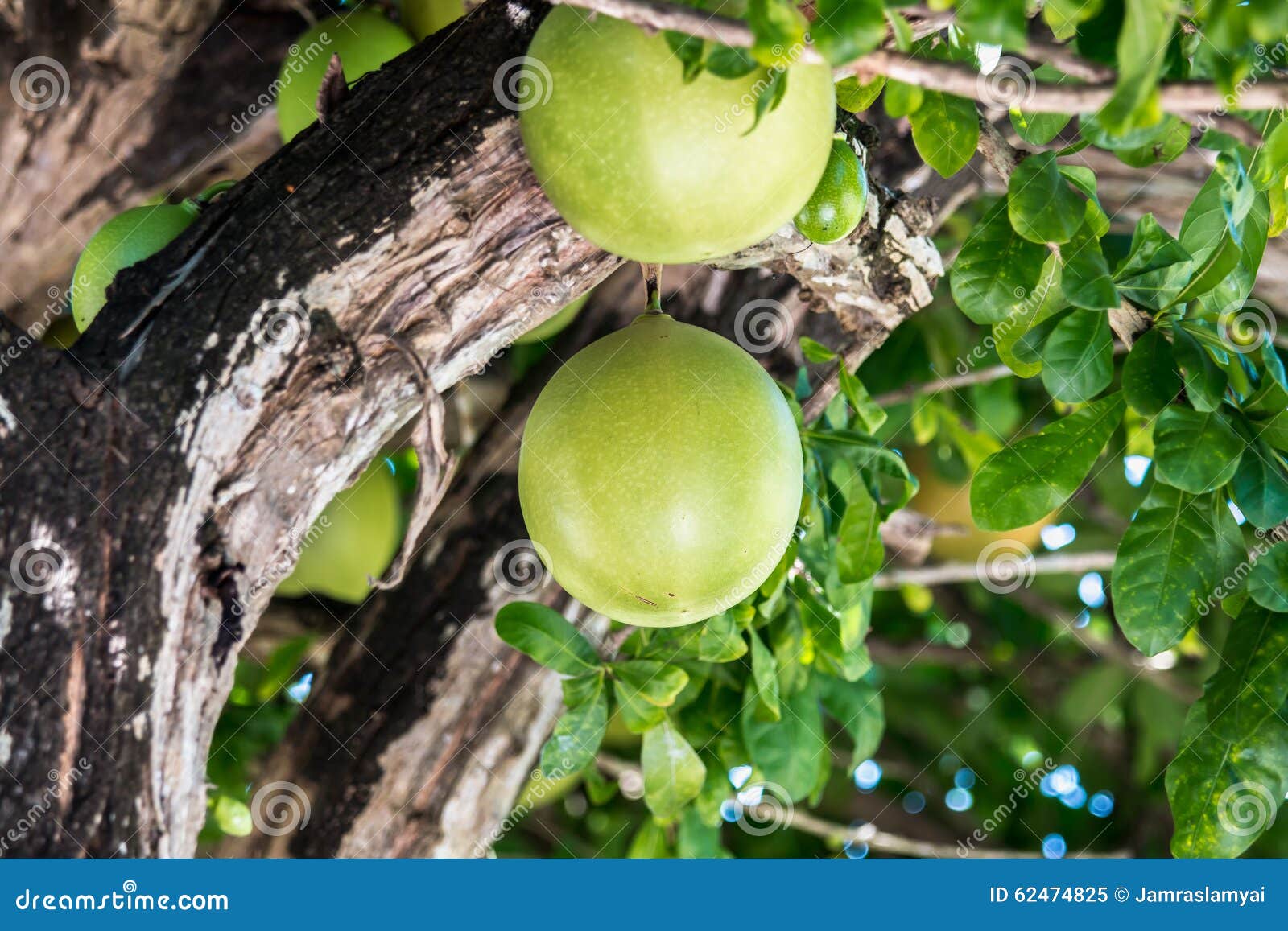 Calabash Tree stock image. Image of group, wild, natural - 62474825