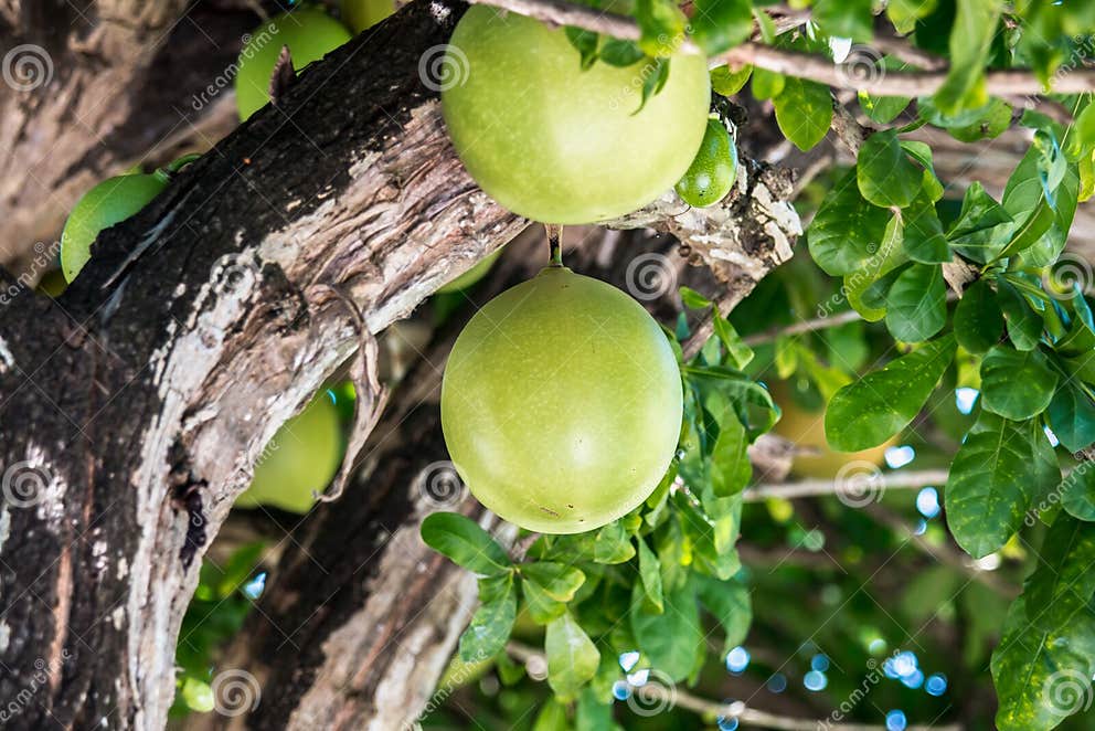Calabash Tree stock image. Image of group, wild, natural - 62474825