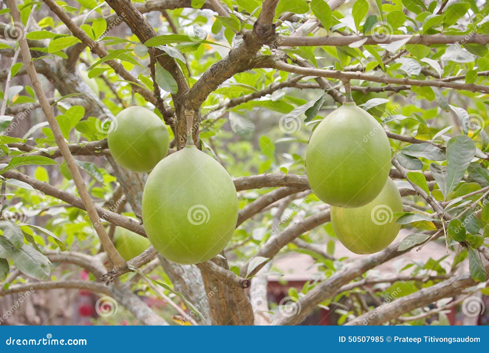 Calabash stock image. Image of green, tropical, food - 50507985