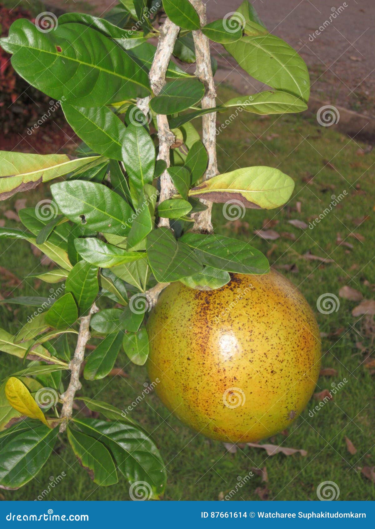 Calabash Tree or Crescentia. Stock Photo - Image of present, biology ...