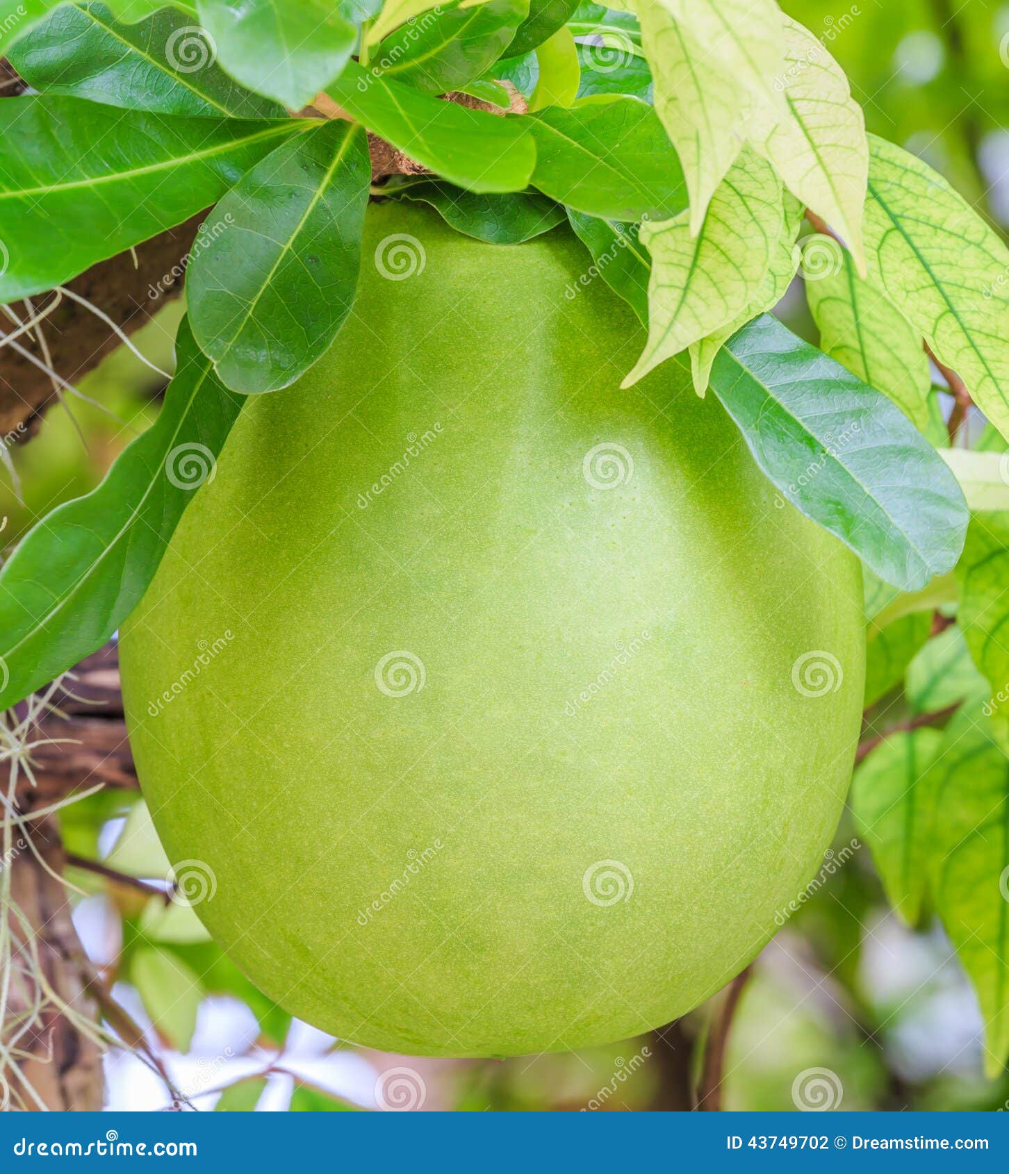 Calabash Tree, Crescentia Cujete Tree Plant Royalty-Free Stock ...