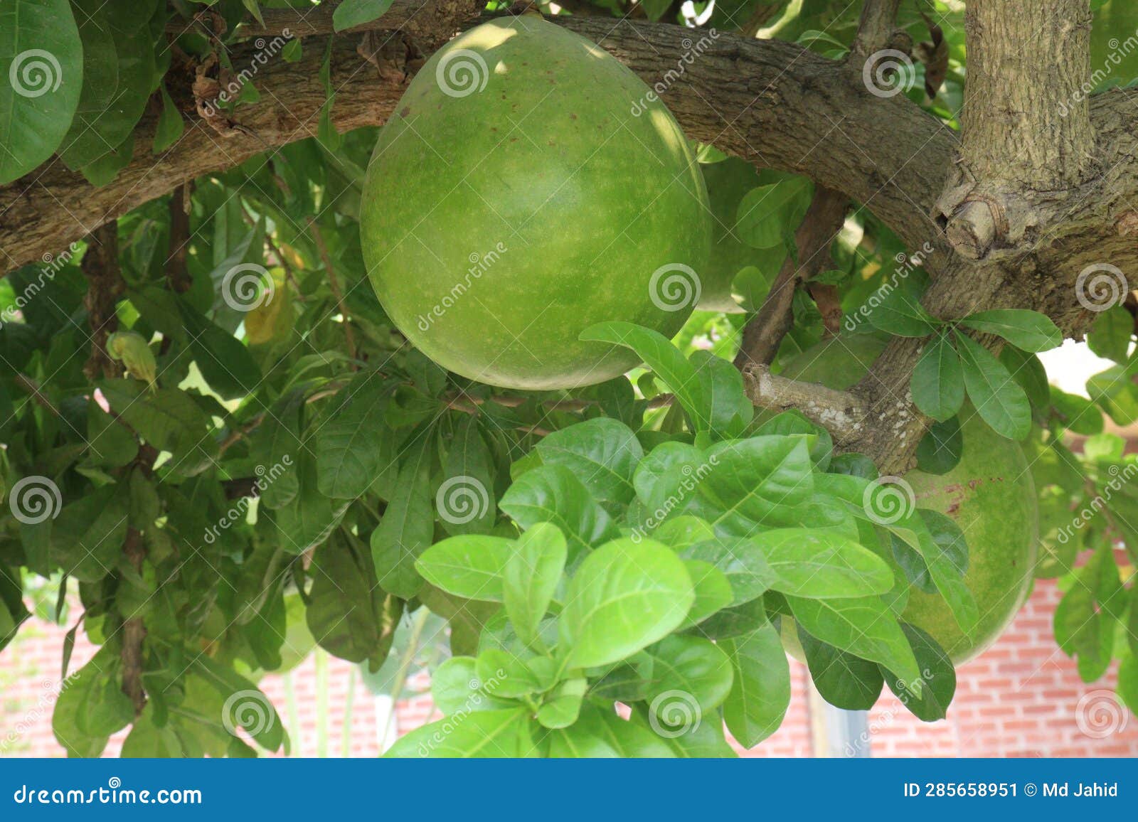 Calabash Tree with Fruit on Garden for Flower Need Stock Image - Image ...