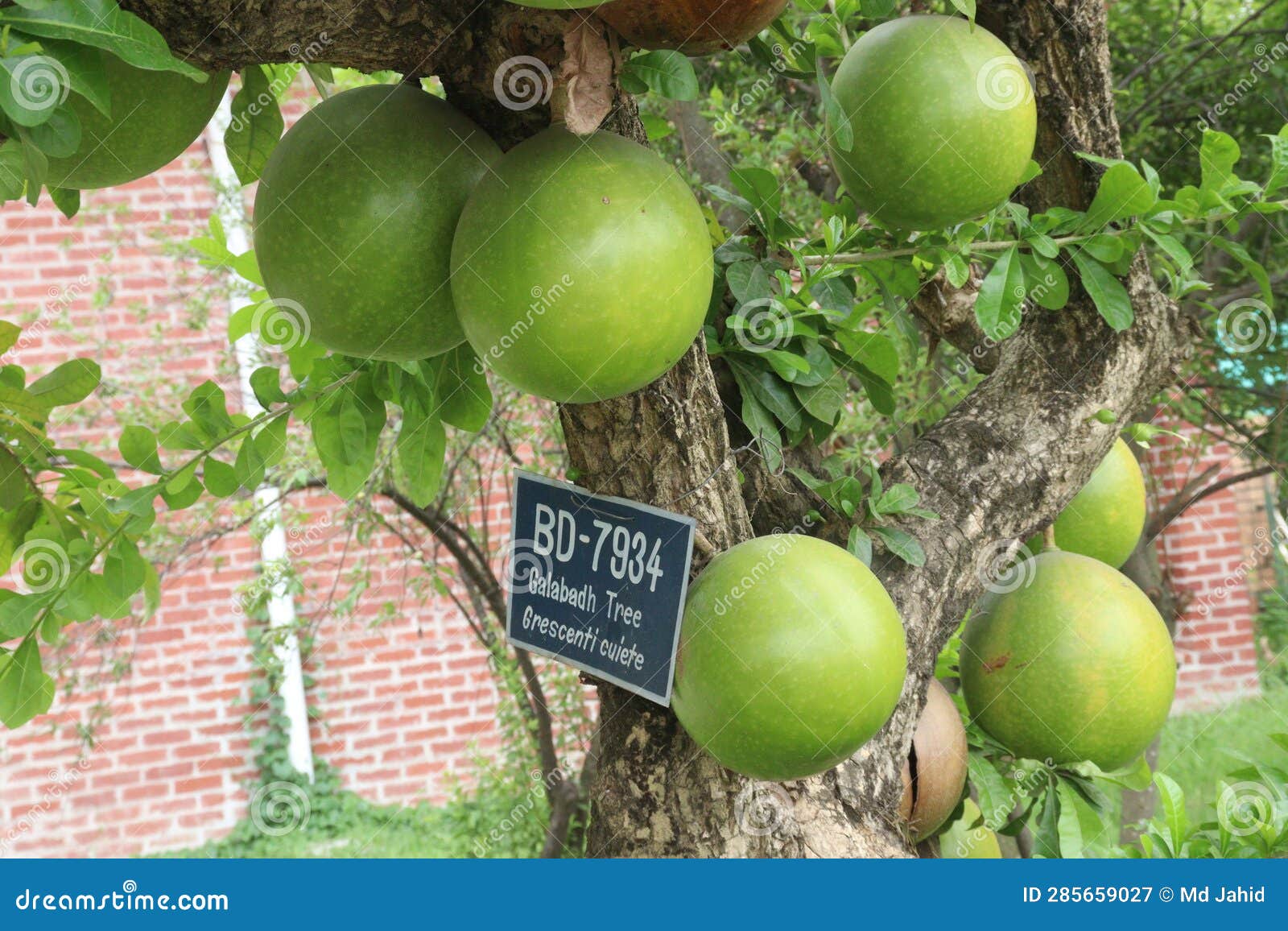 Calabash Tree with Fruit on Garden for Flower Need Stock Image - Image ...