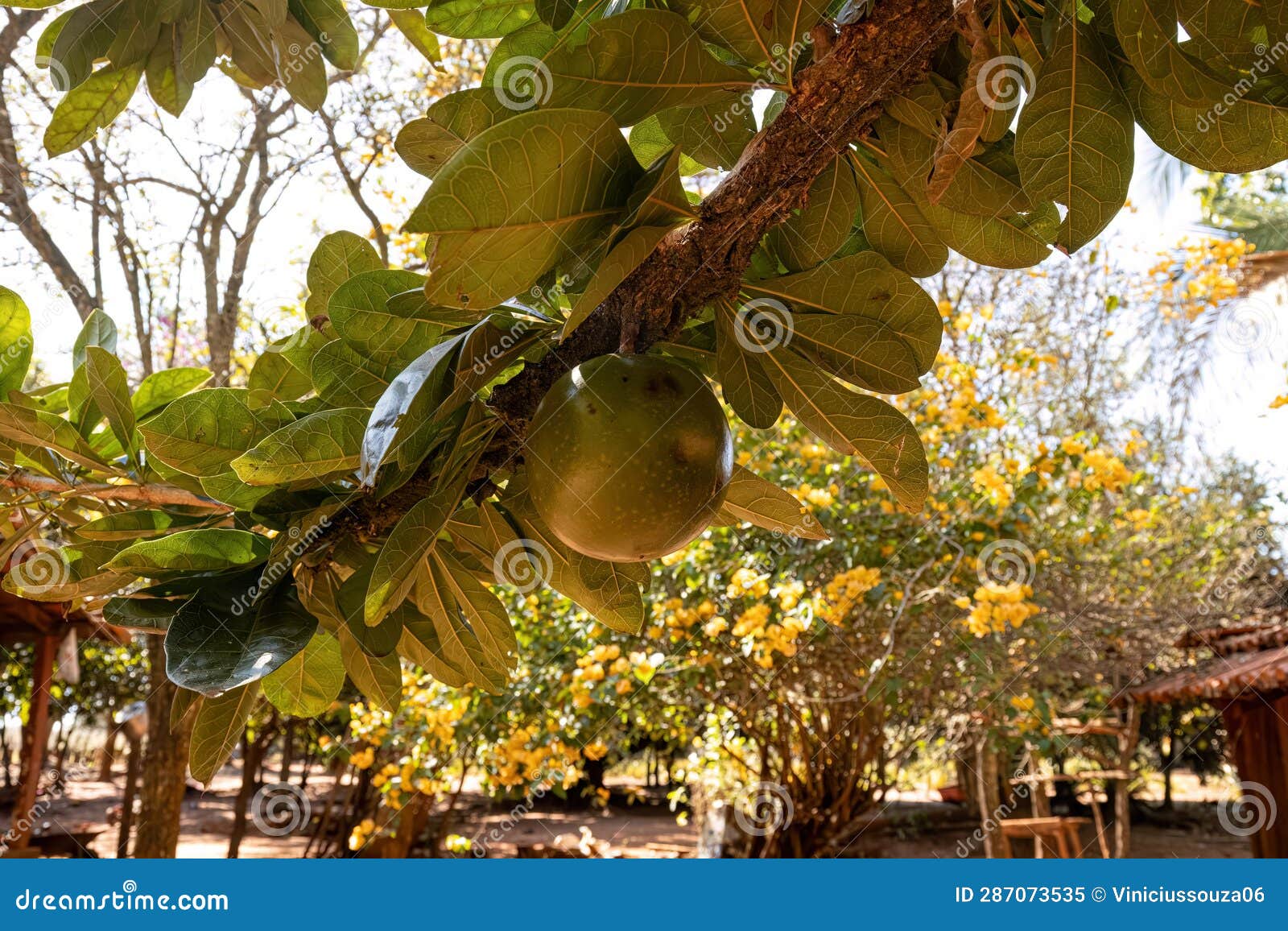 Calabash Tree Fruit stock image. Image of fruit, botany - 287073535
