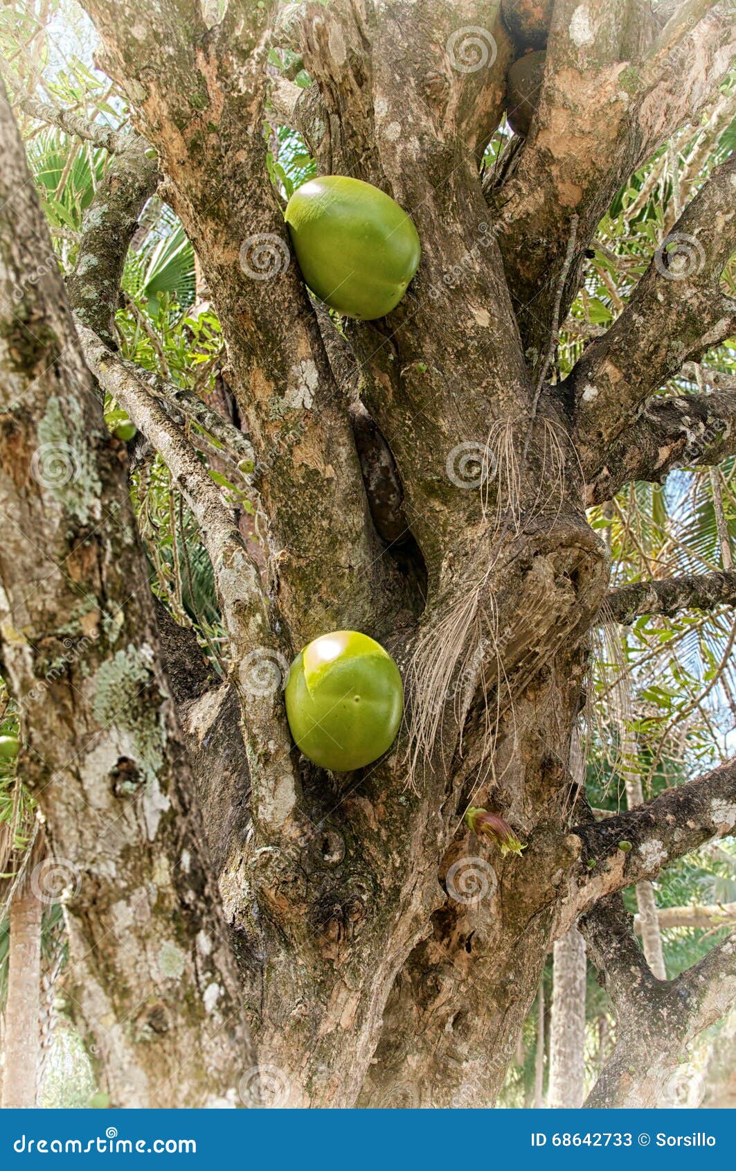 Calabash Tree, Crescentia Cujete Tree Plant Royalty-Free Stock ...