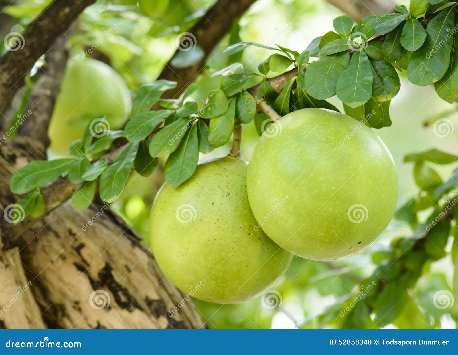 Calabash Tree and Fruit (wild Calabash) Stock Photo - Image of ...