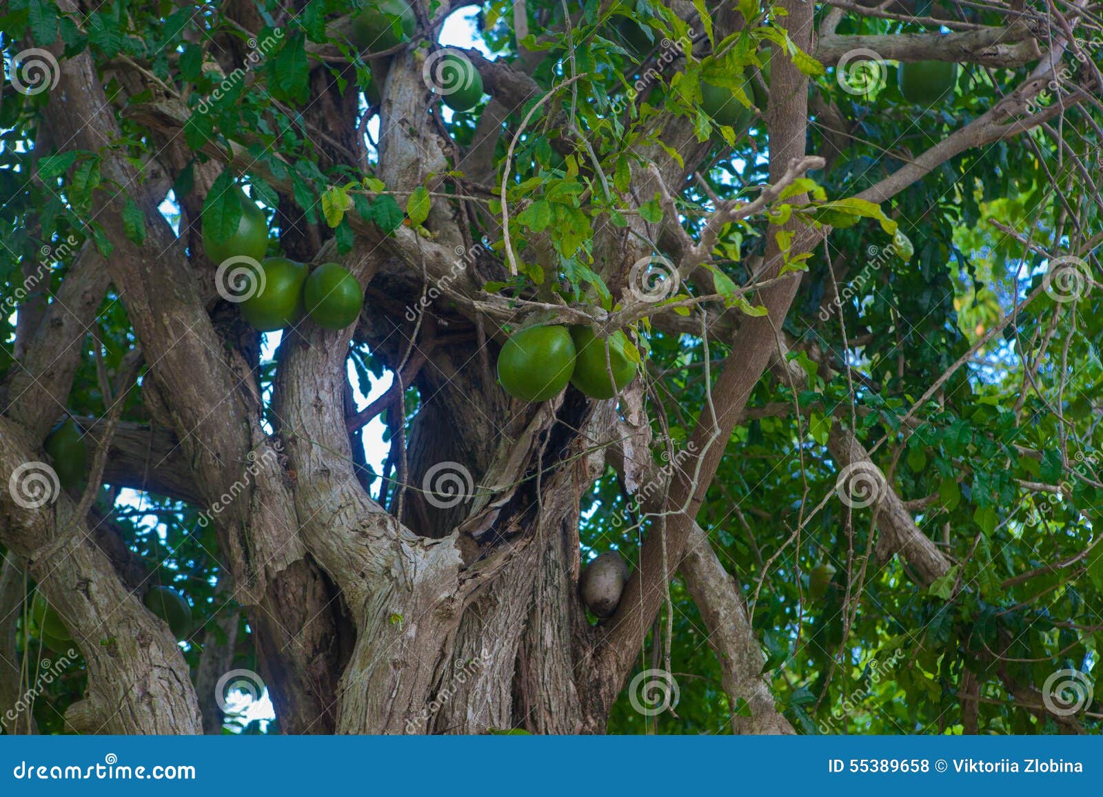 Calabash stock photo. Image of rastafari, dishes, jamaica - 55389658