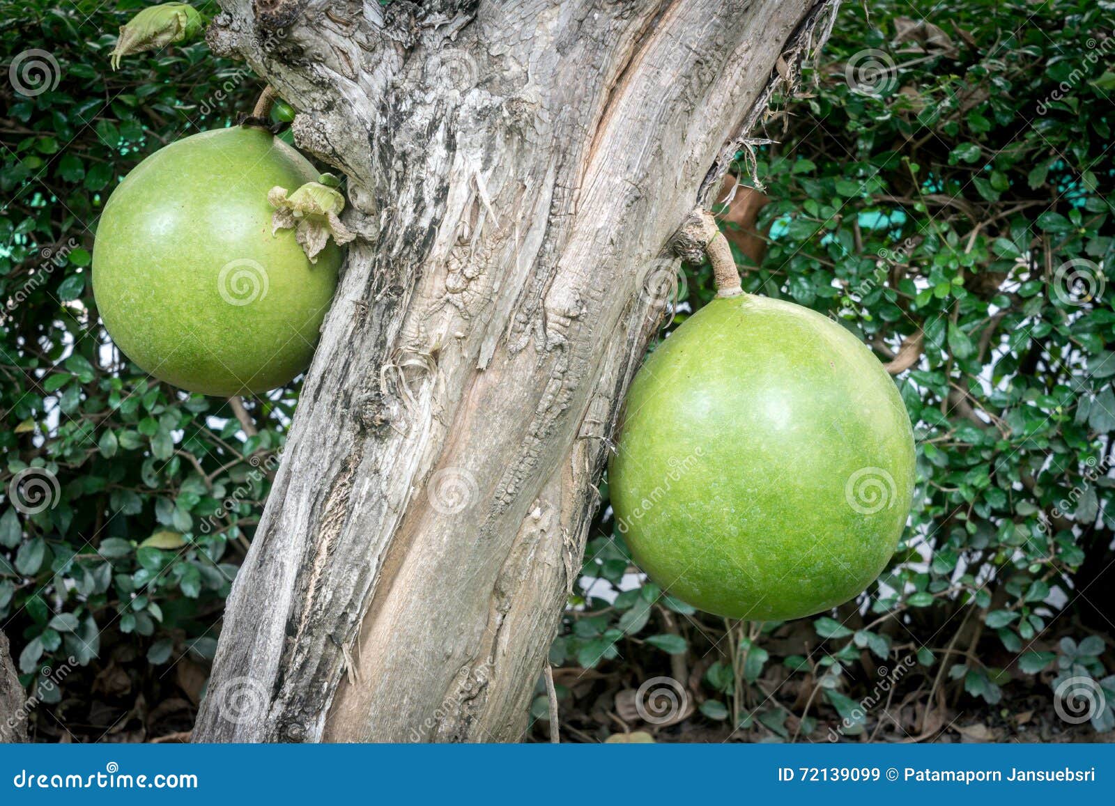Calabash tree stock image. Image of herb, greenish, tropical - 72139099