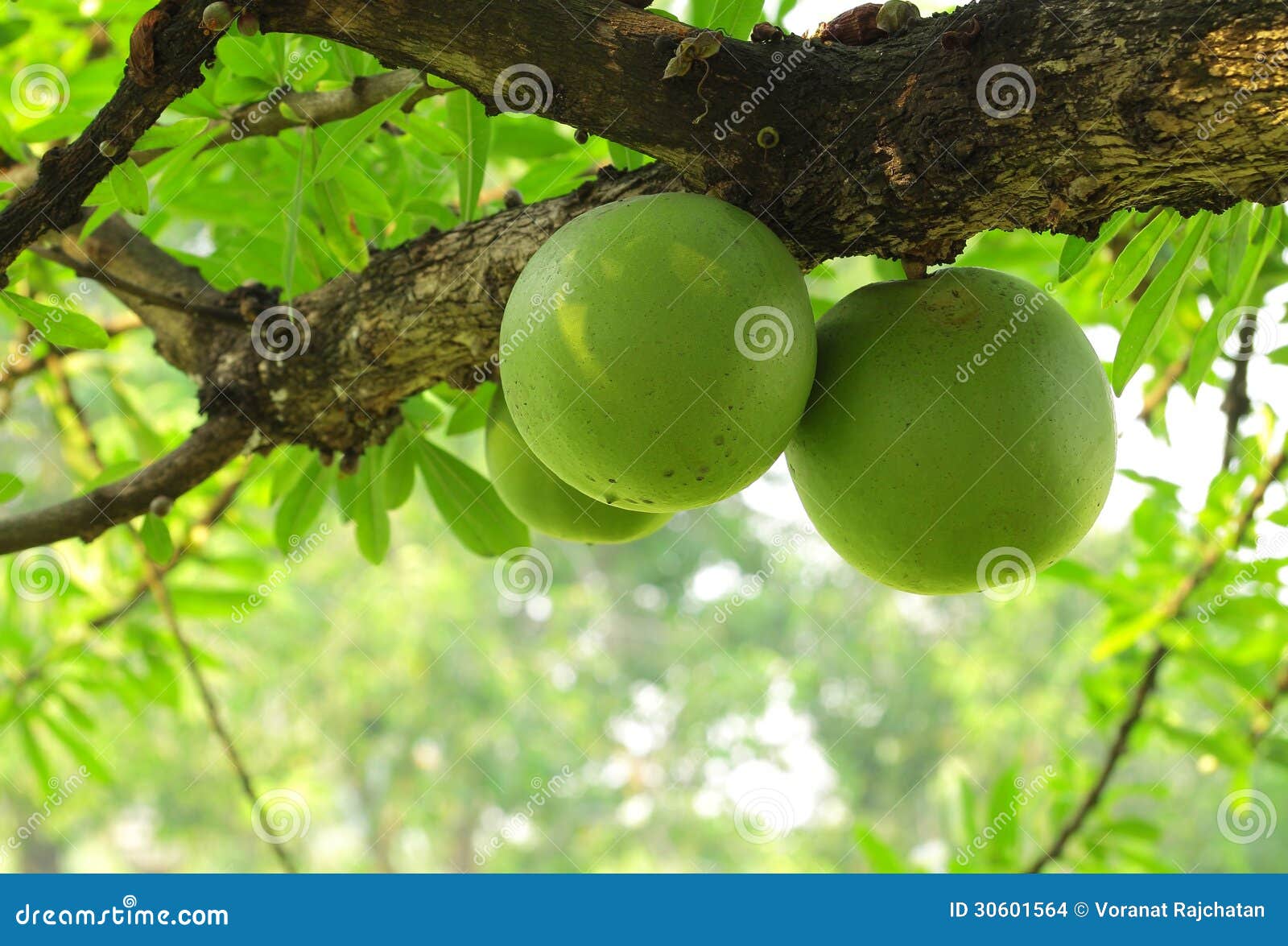 Calabash Tree stock photo. Image of tropical, freshness - 30601564