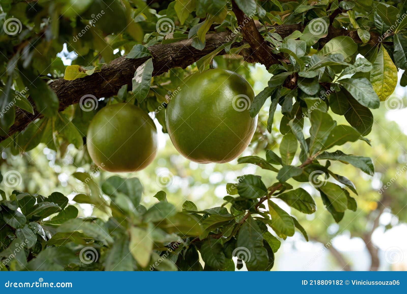 Calabash Tree with Selective Focus Stock Photo - Image of nature ...