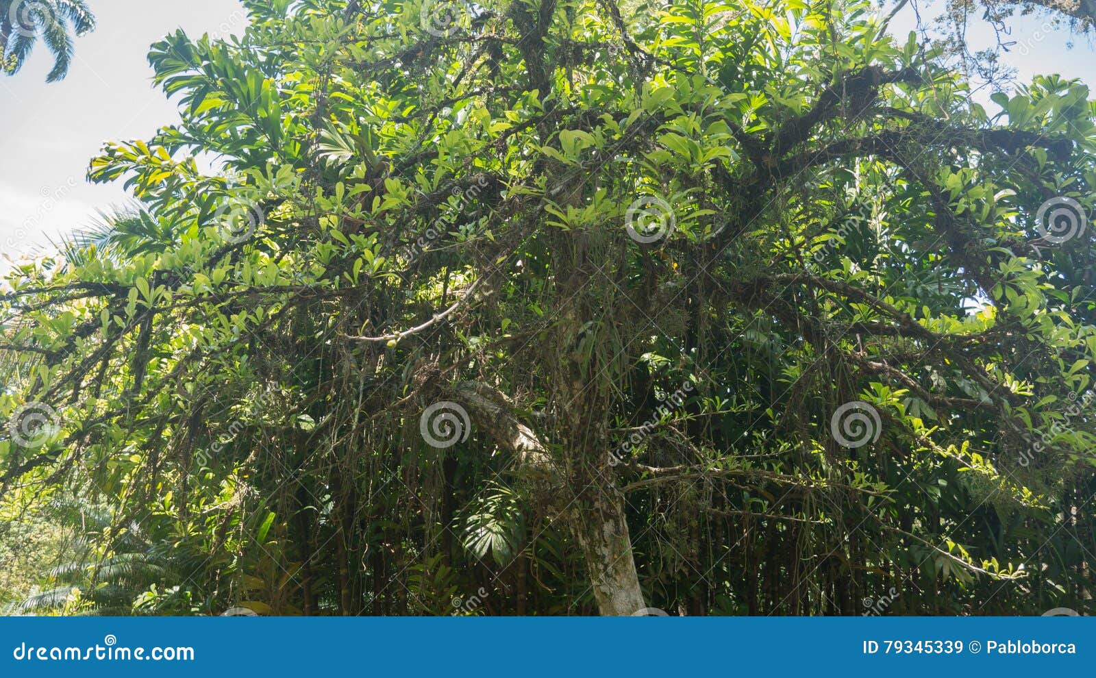 Calabash Tree stock image. Image of bignoniaceae, calabash - 79345339