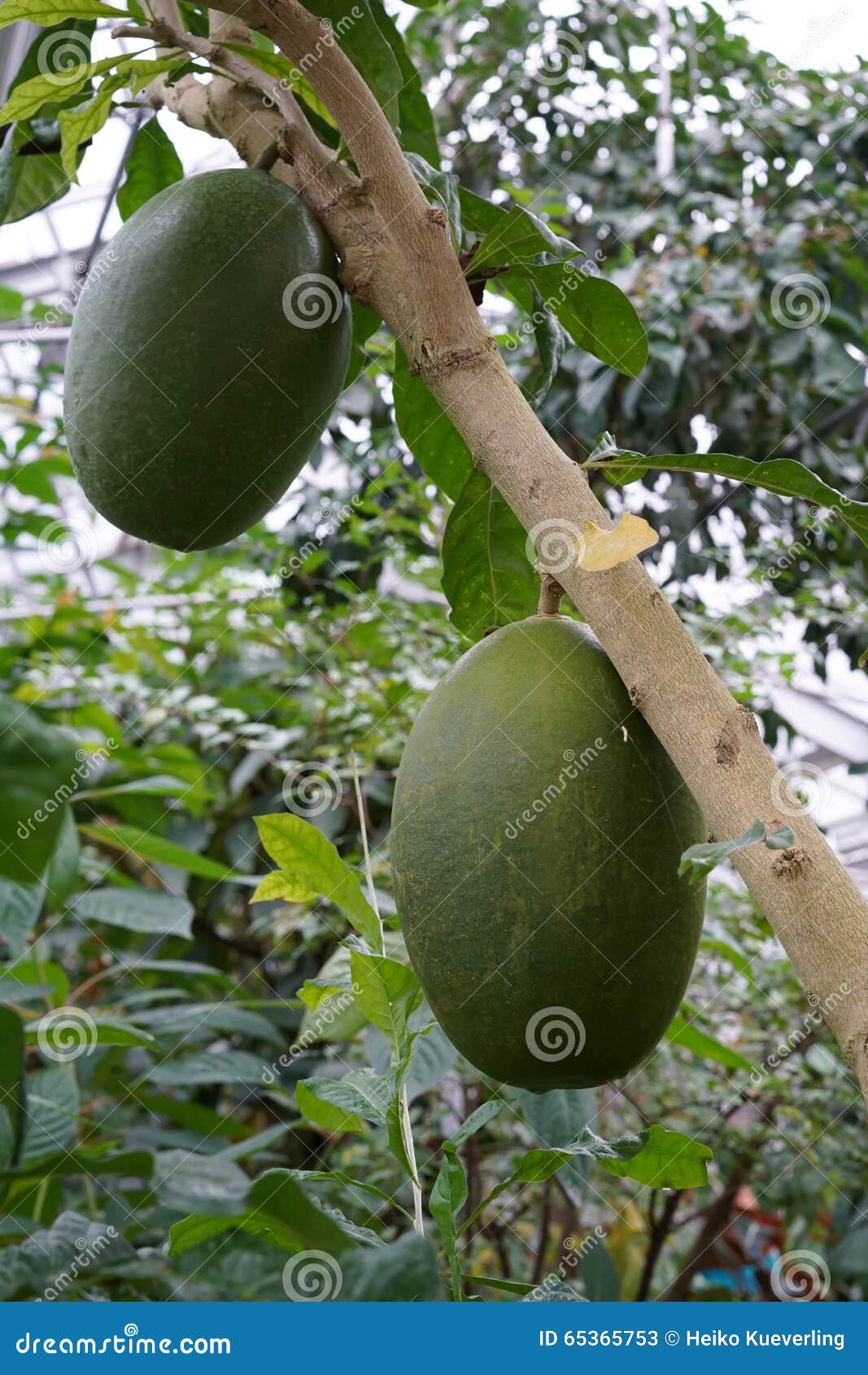 Calabash tree stock image. Image of tropical, calabash - 65365753