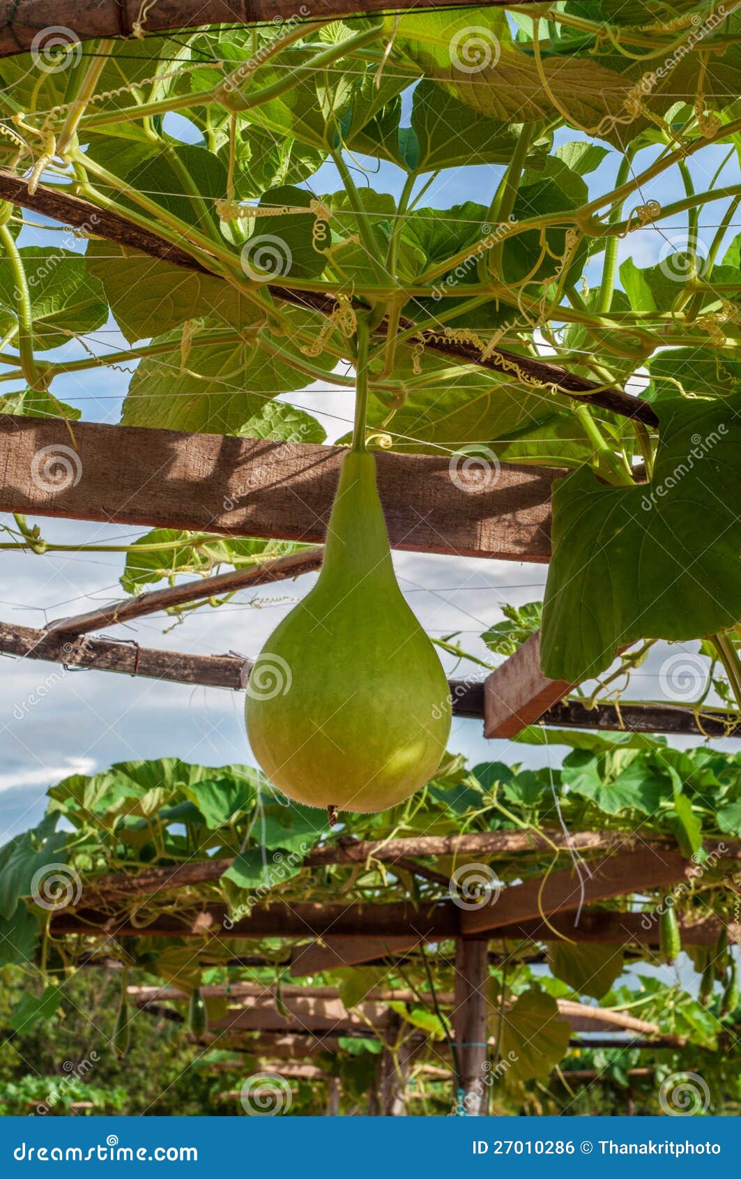 Calabash vegetable stock photo. Image of fresh, delicious - 27010286