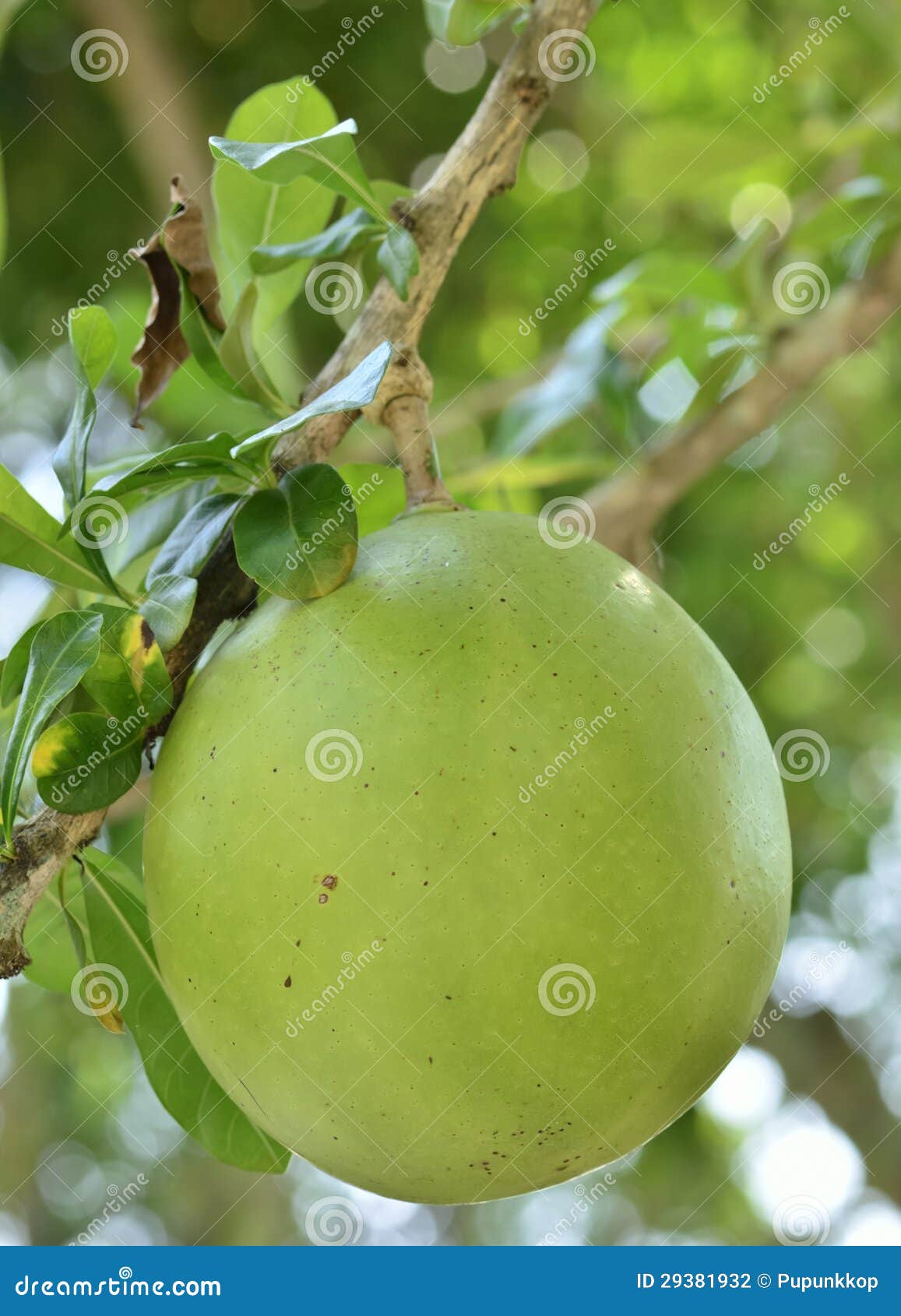 Calabash vegetable stock photo. Image of closeup, gourmet - 29381932