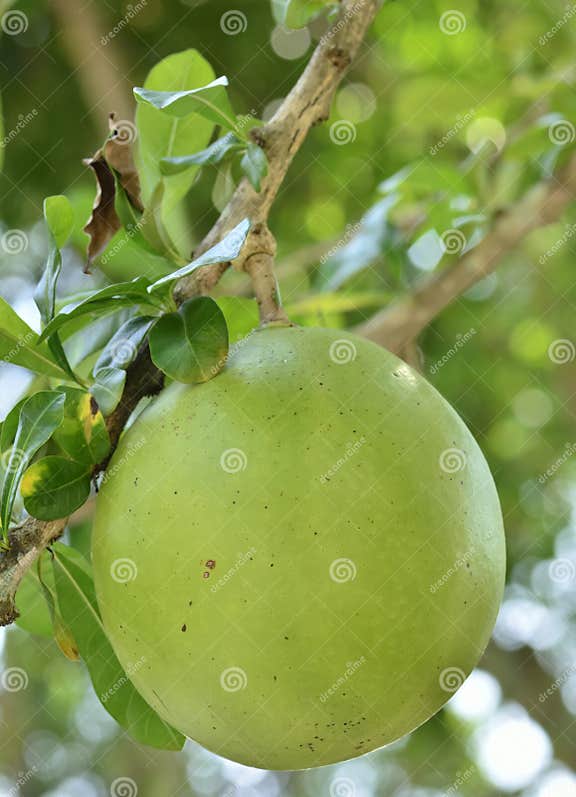 Calabash vegetable stock photo. Image of closeup, gourmet - 29381932