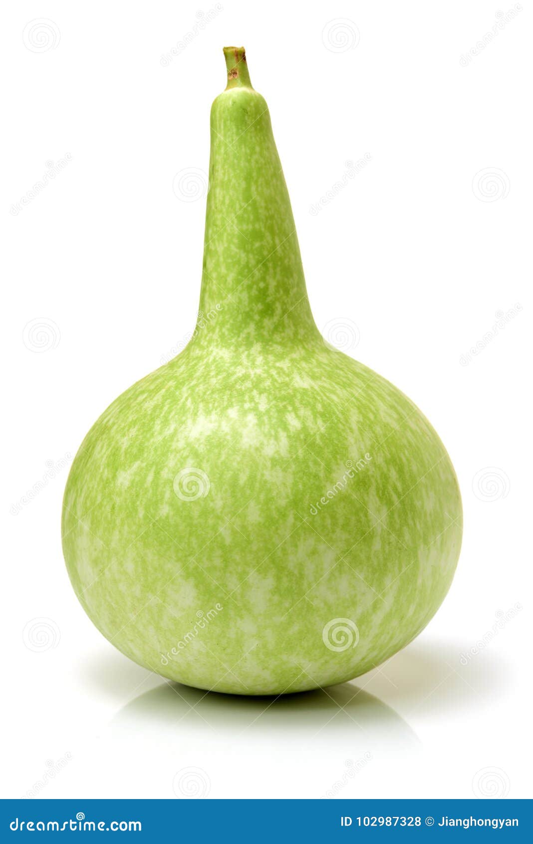 Calabash vegetable stock photo. Image of healthy, close - 102987328
