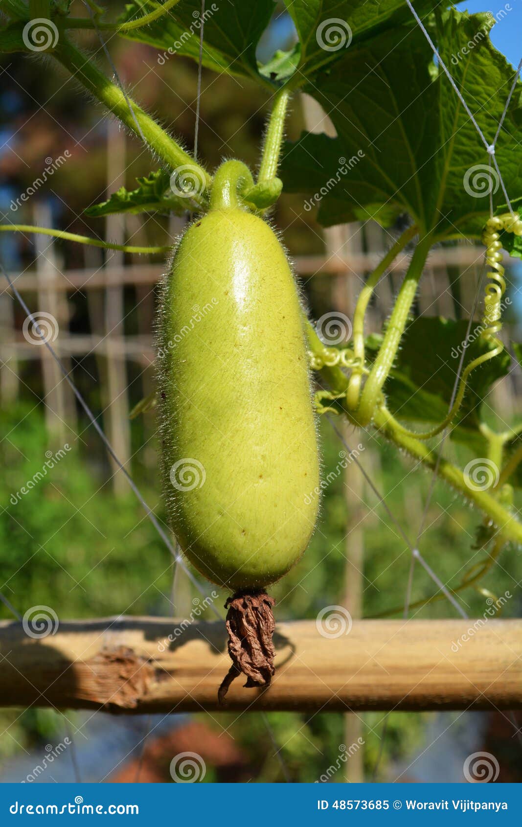 Calabash stock image. Image of food, coriander, agriculture - 48573685