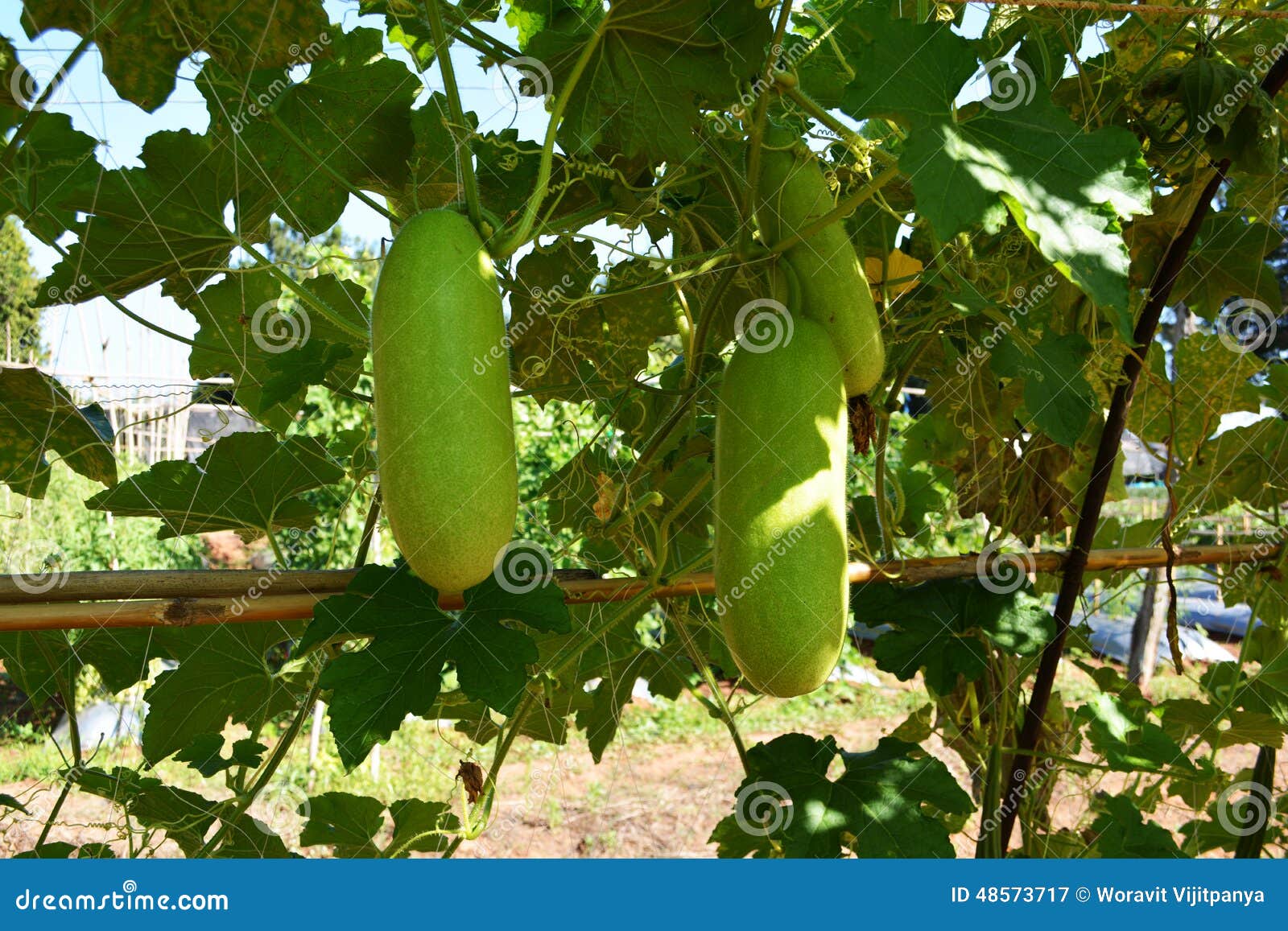 Calabash stock image. Image of greens, calabash, giant - 48573717