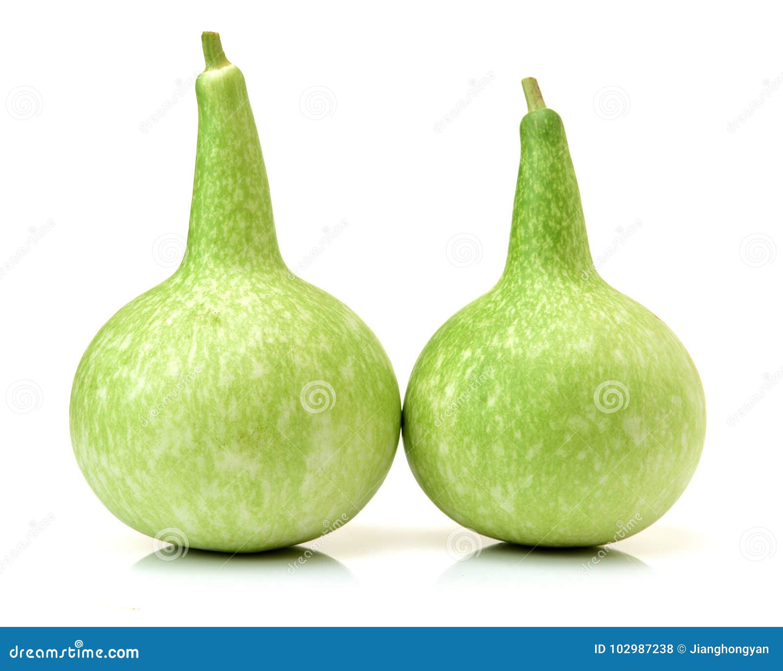 Calabash vegetable stock photo. Image of gourd, green - 102987238