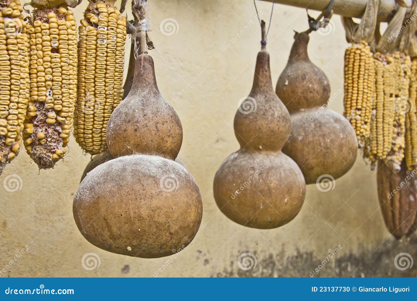 Calabashes and corns stock photo. Image of grown, argentina - 23137730