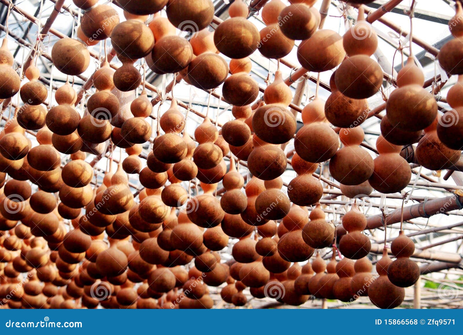 Calabashs stock photo. Image of calabash, leafy, artificial - 15866568