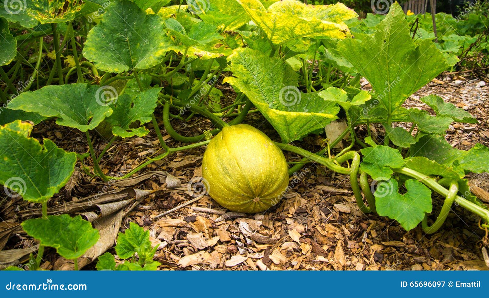 Calabaza amarilla grande imagen de archivo. Imagen de amarillo - 65696097