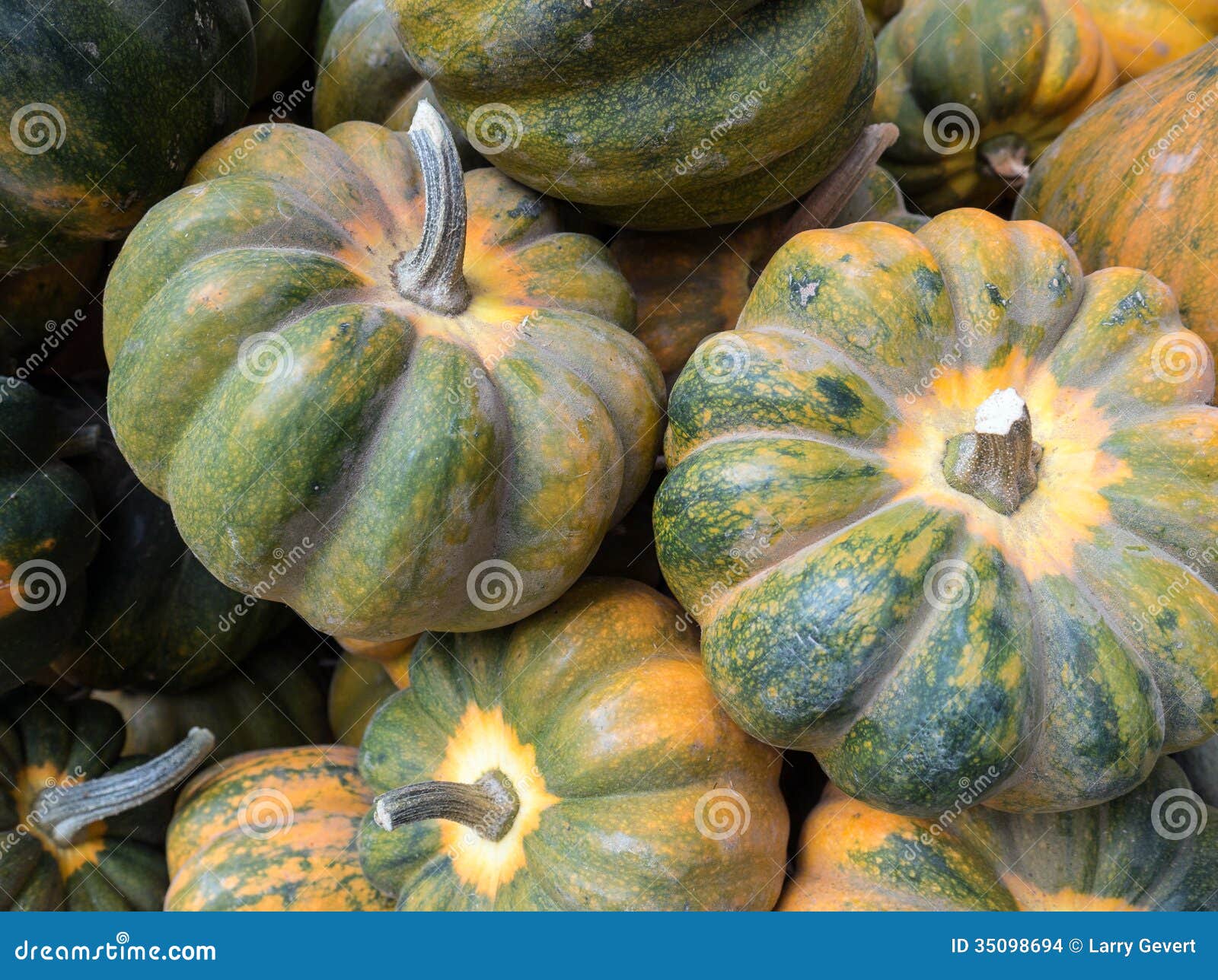 Calabaza de bellota foto de archivo. Imagen de colorido - 35098694