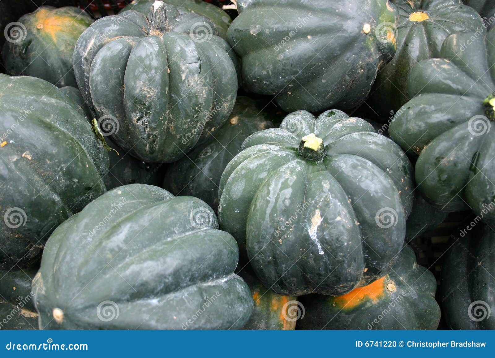 Calabaza de bellota foto de archivo. Imagen de alimenticio - 6741220