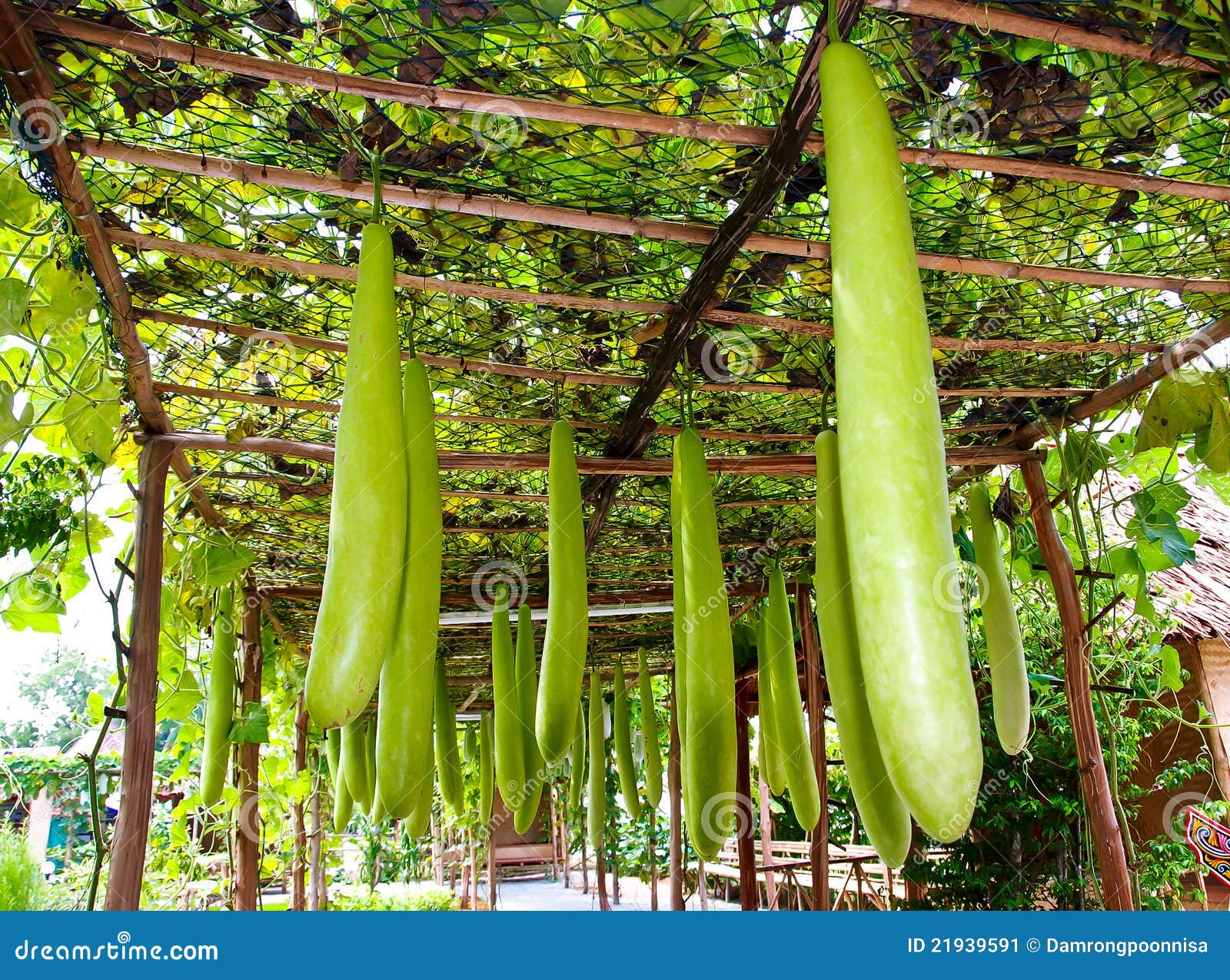 Calabaza Larga Imagen de archivo - Imagen: 21939591