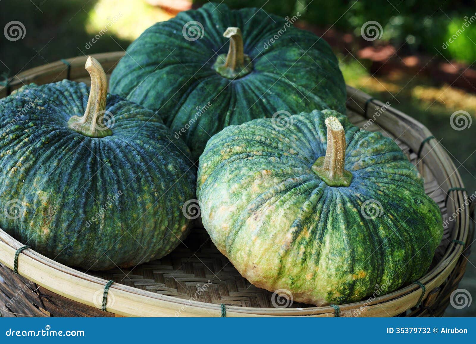 Calabaza verde fresca foto de archivo. Imagen de hermoso - 35379732