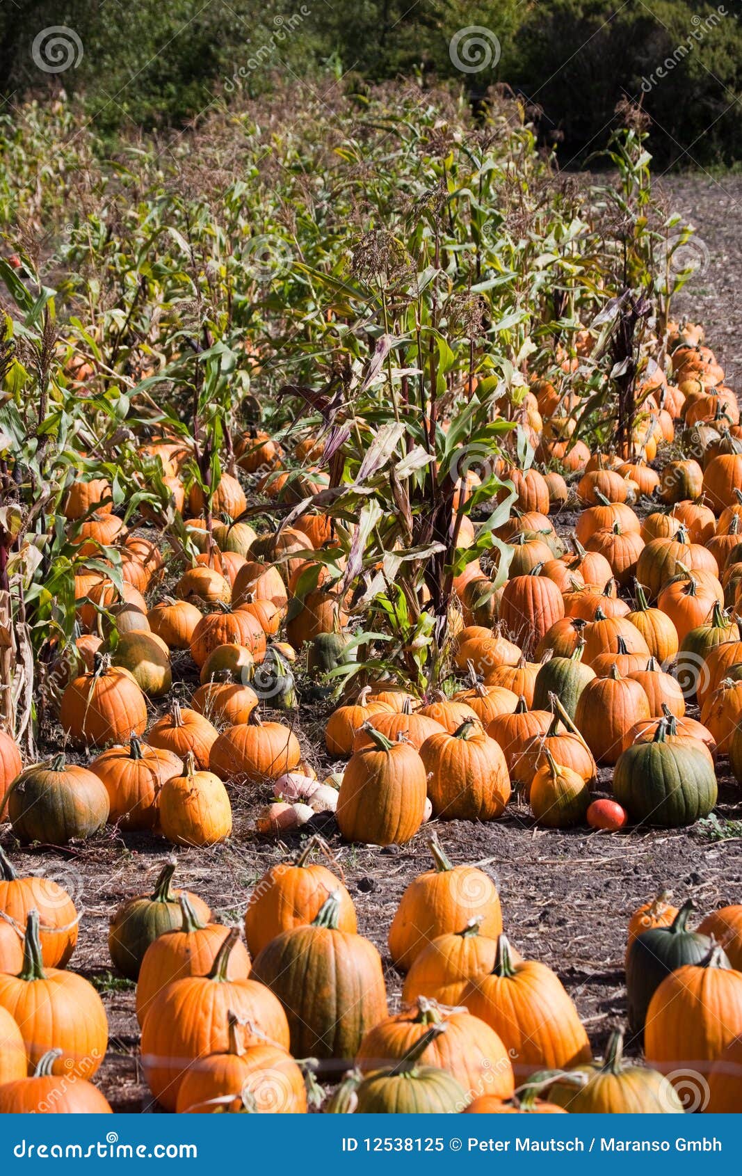 Calabazas imagen de archivo. Imagen de heno, campos, agricultura - 12538125