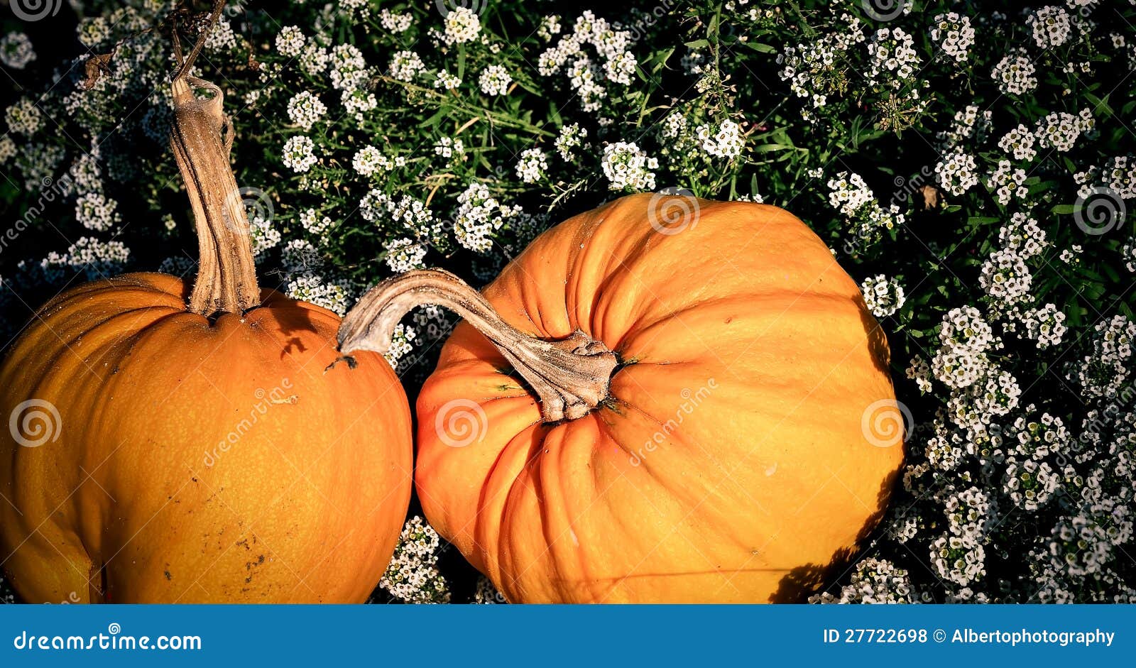 Calabazas de otoño foto de archivo. Imagen de feliz, ingrediente - 27722698