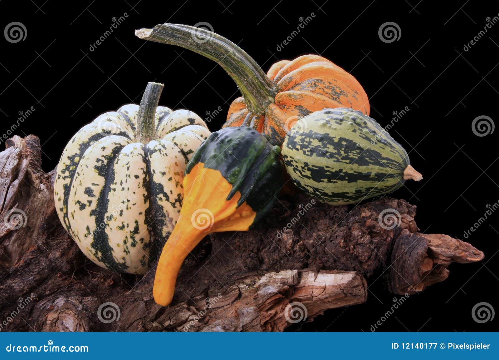 Calabazas decorativas imagen de archivo. Imagen de secado - 12140177