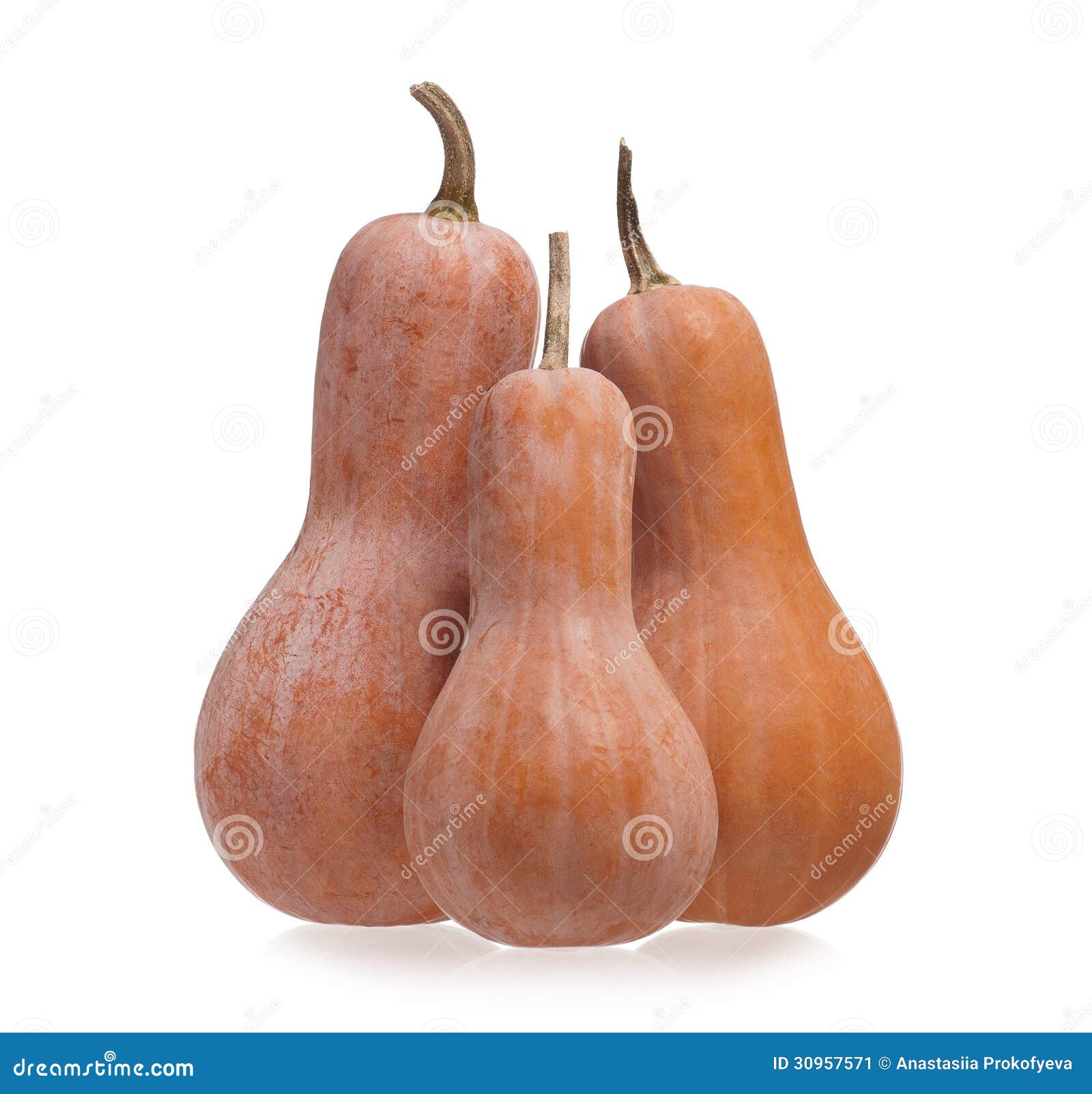 Calabazas largas imagen de archivo. Imagen de cubo, octubre - 30957571