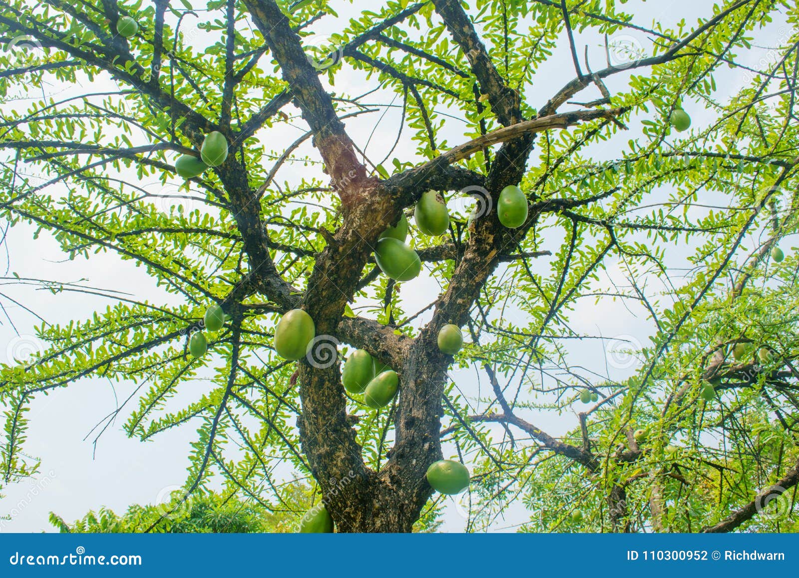 Calabbash Tree, Calabash, Wild Calabash, Crescentia Cujete Stock Photo ...