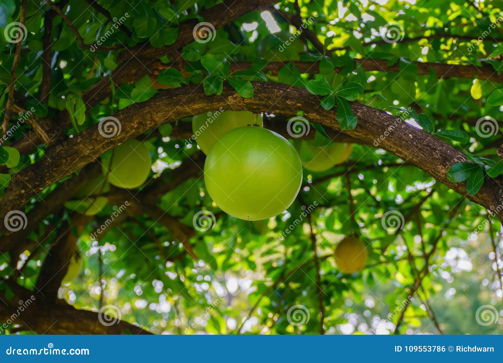 Calabbash Tree,Wild Calabash Stock Photo - Image of brown, vegetable ...