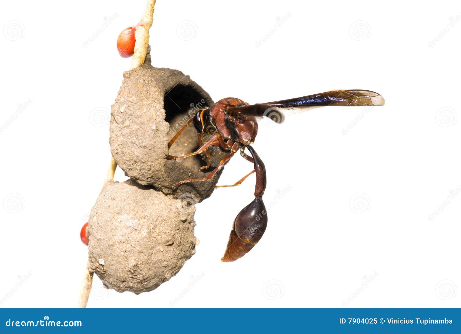 Calabrone immagine stock. Immagine di vespa, piccolo, nido - 7904025