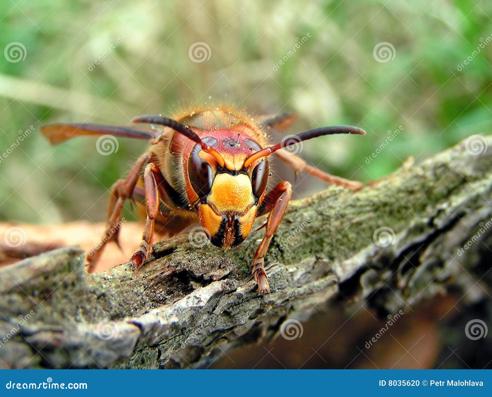 Calabrone fotografia stock. Immagine di entomologia, cacciatore - 8035620