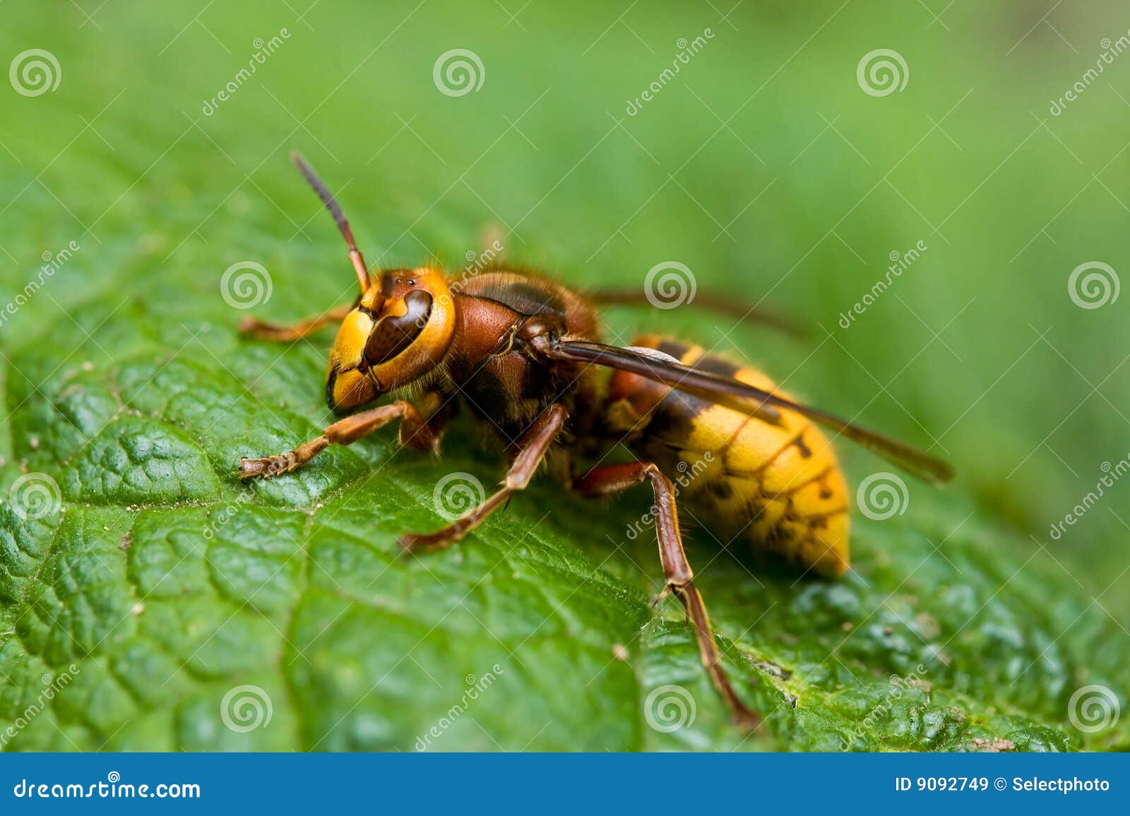 Calabrone immagine stock. Immagine di venoso, bruciante - 9092749