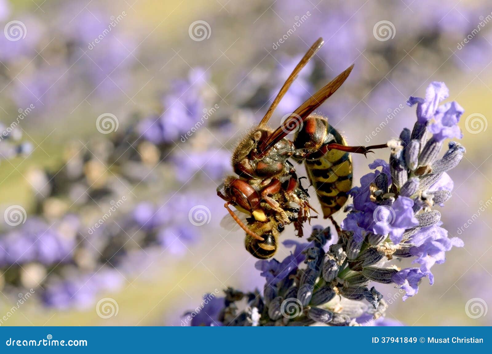 Calabrone che mangia ape immagine stock. Immagine di particolare - 37941849