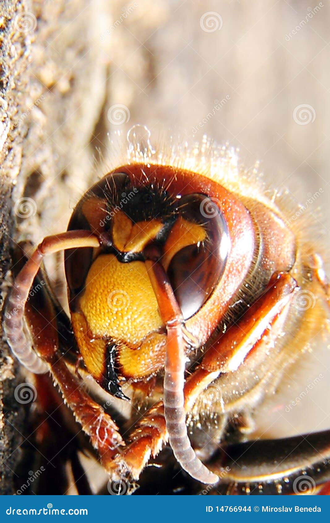 Calabrone europeo fotografia stock. Immagine di tossico - 14766944