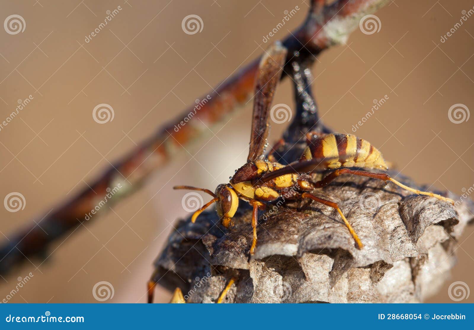 Calabrone Giallo E Marrone Sul Nido Fotografia Stock - Immagine di alba ...
