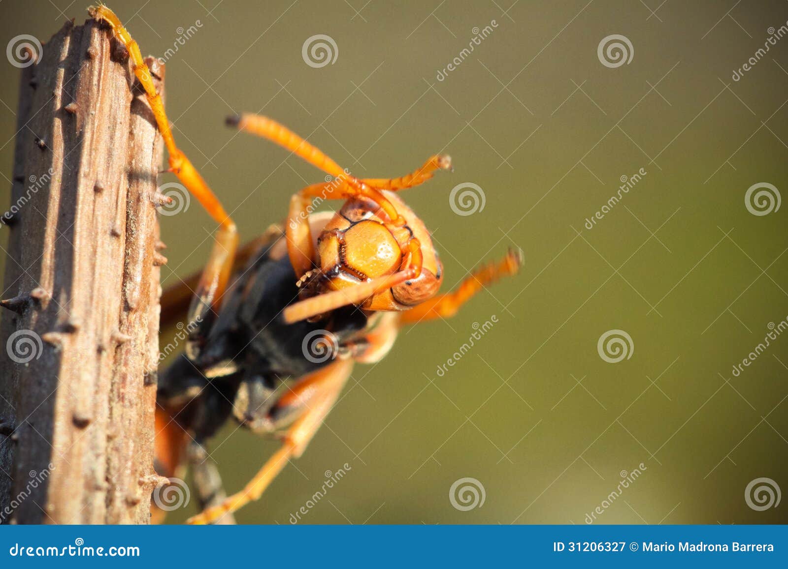 Calabrone gigante asiatico immagine stock. Immagine di ondeggiamento ...