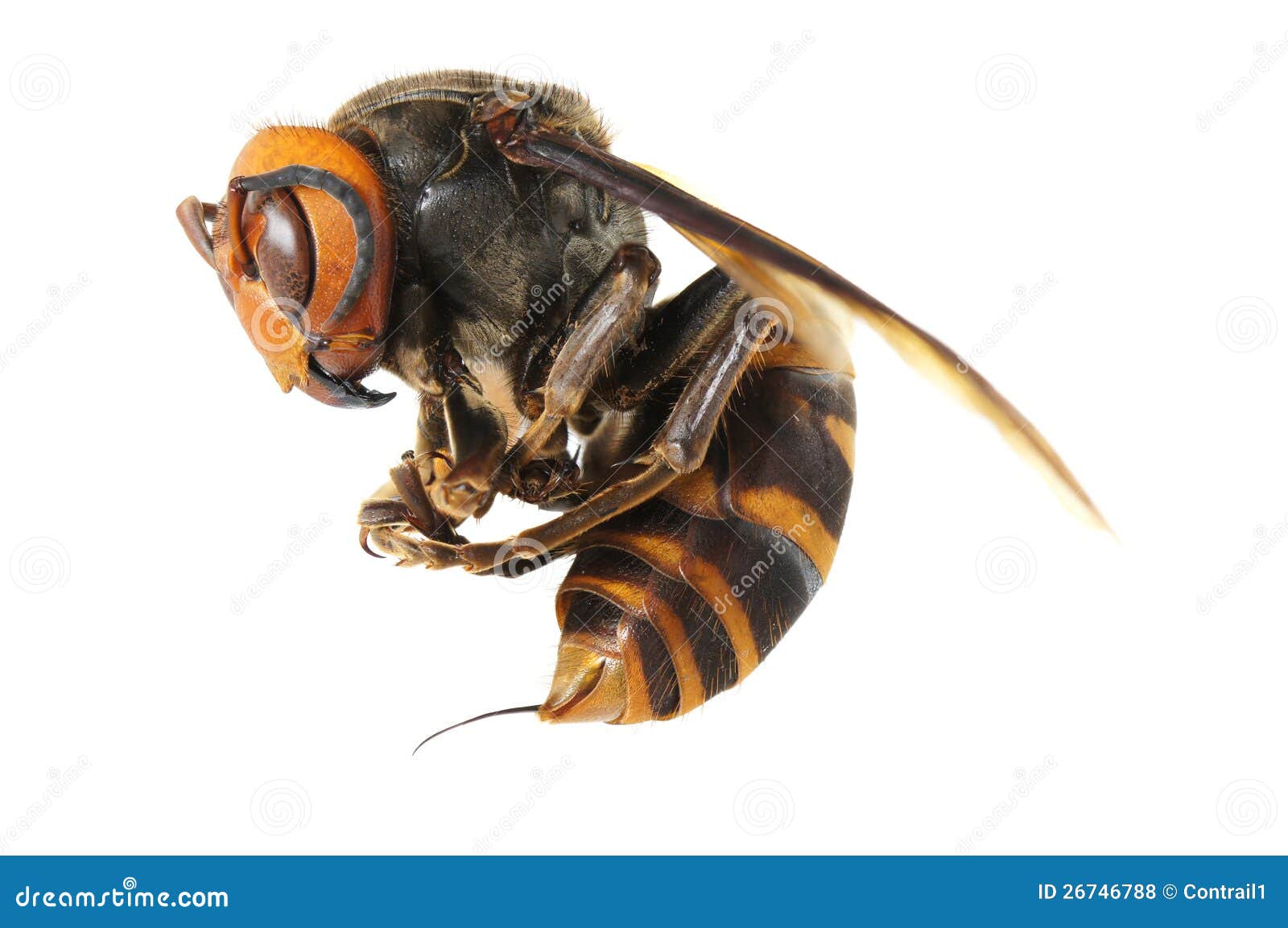 Calabrone Gigante Giapponese Fotografia Stock - Immagine di nave ...